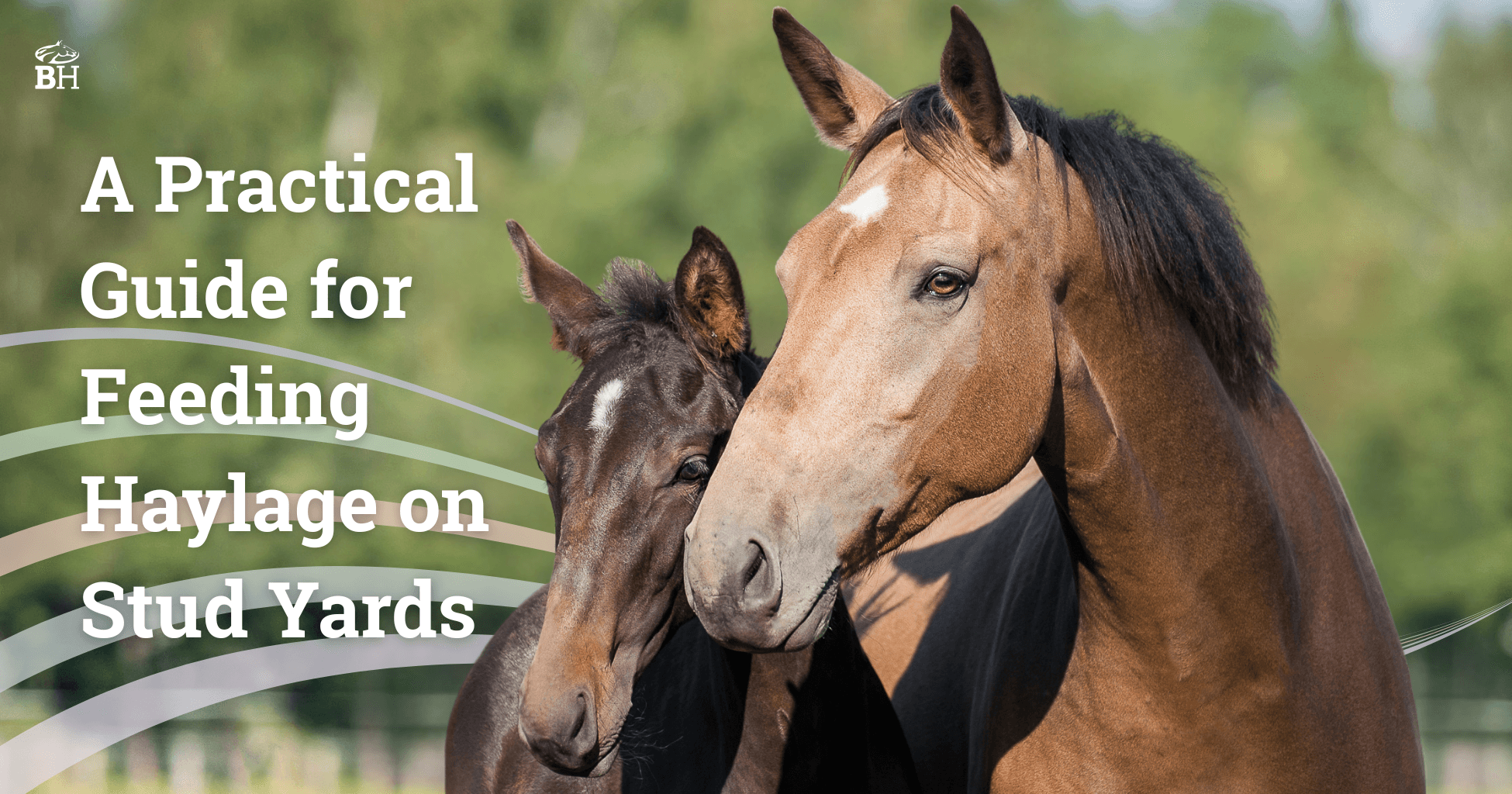 A Practical Guide for Feeding Haylage on Stud Yards - Baillie Haylage